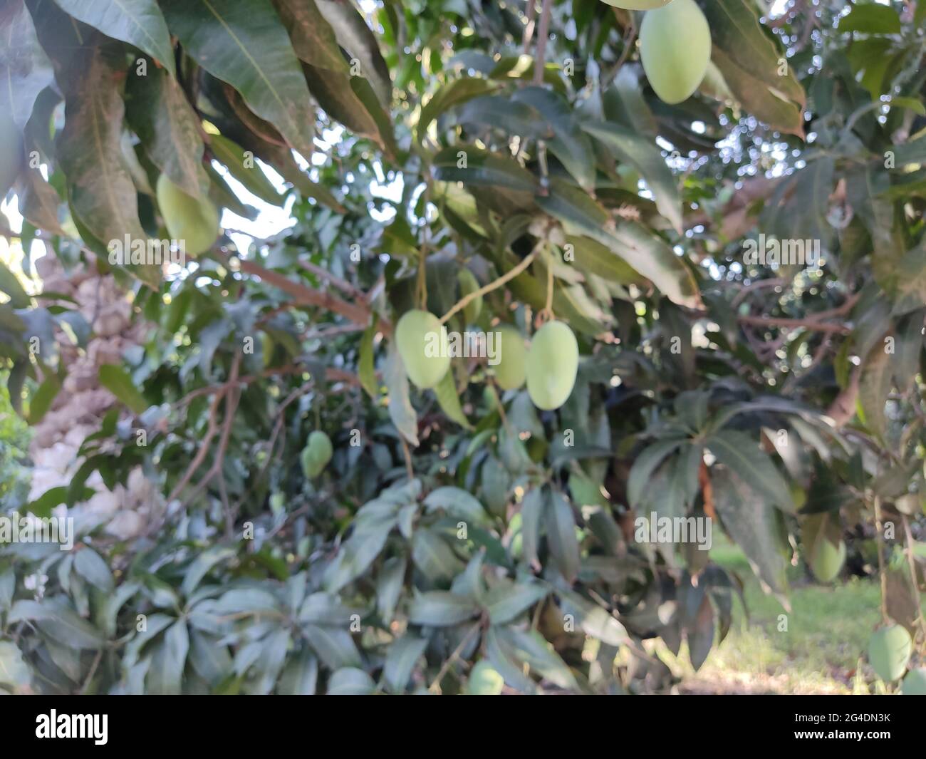 best mangoes in the word are from south punjab and sindh in pakistan A ...