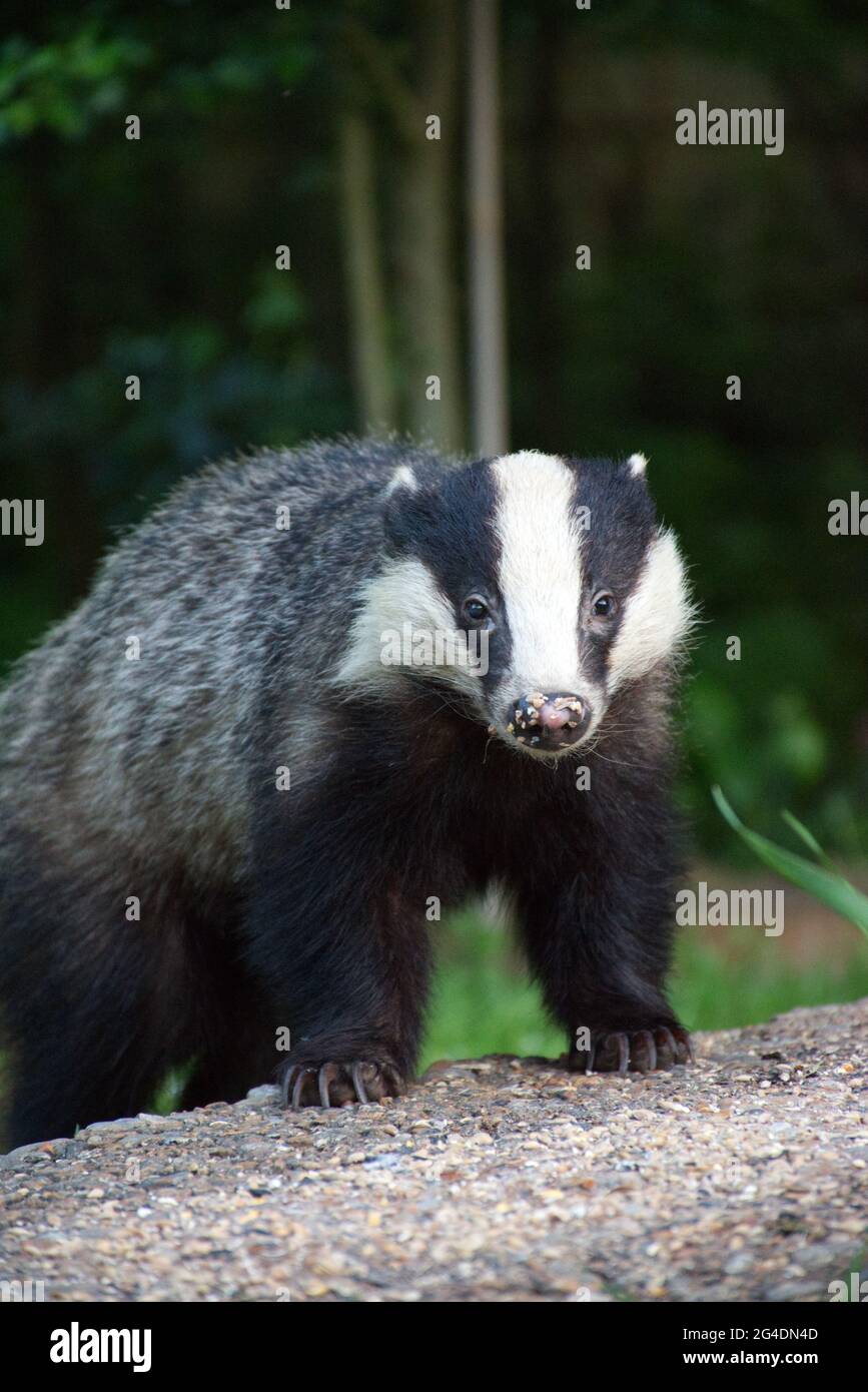 A European Badger (Meles meles) looking at the camera whilst visiting a ...
