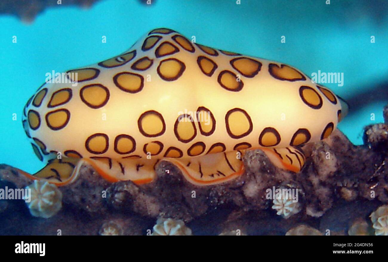 Closeup shot of the beautiful flamingo tongue snail (cyphoma gibbosum ...