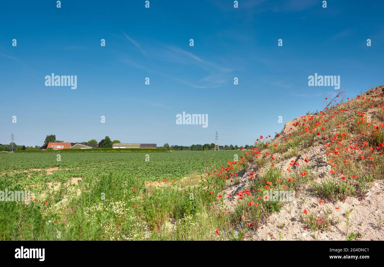 agricultural field and blooming poppy flowers in summer landscape ...