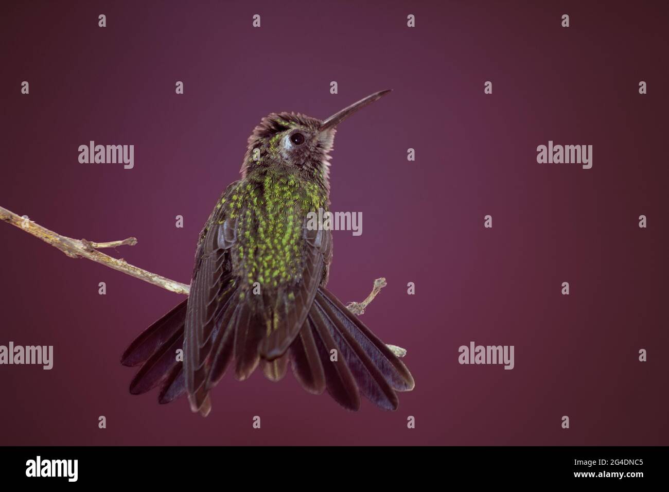 Cute hummingbird looking up at the end of a twig with a dark pink ...