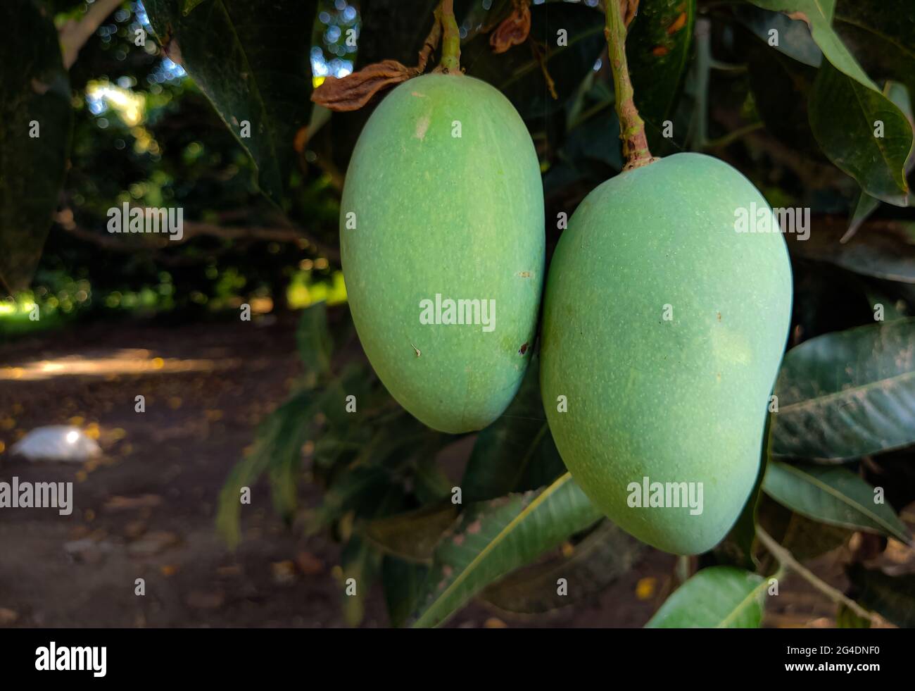 best mangoes in the word are from south punjab and sindh in pakistan A ...