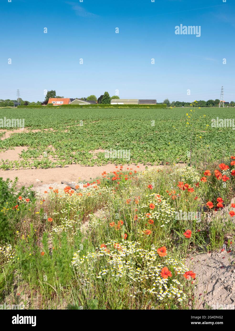 agricultural field and blooming poppy flowers in summer landscape ...