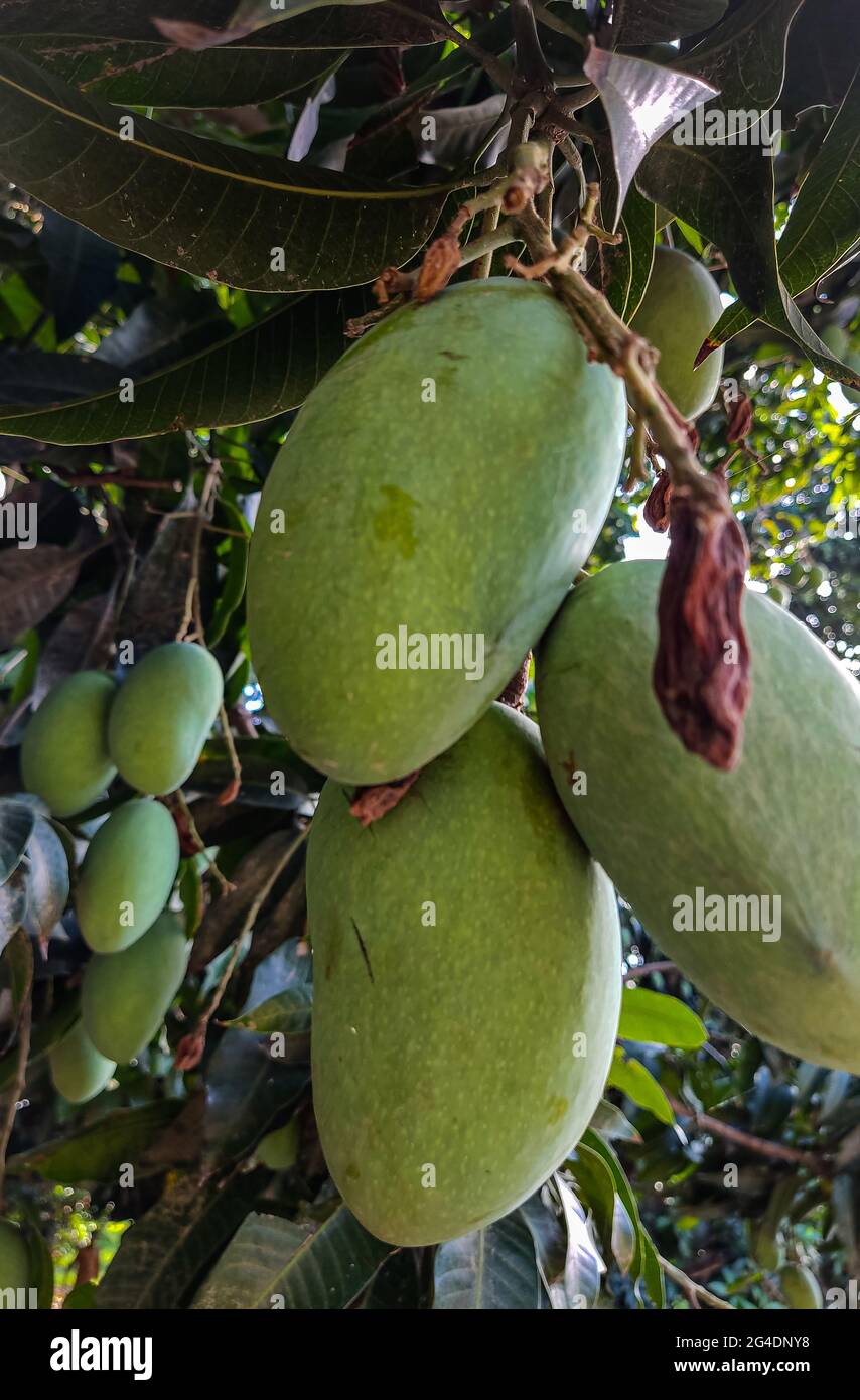 best mangoes in the word are from south punjab and sindh in pakistan A ...