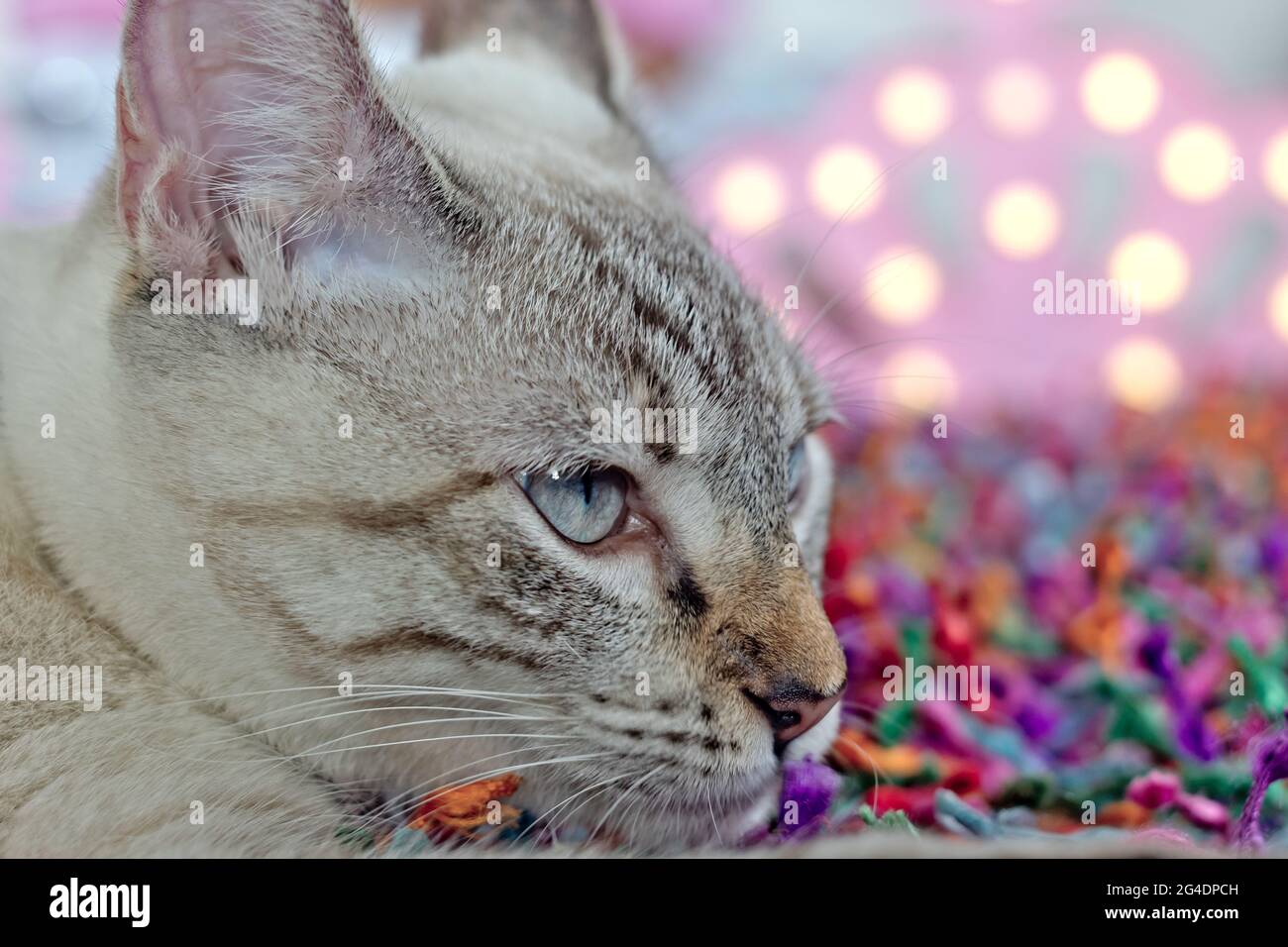 Soft focus of a gray pet cat comfortably lying indoors with bokeh ...