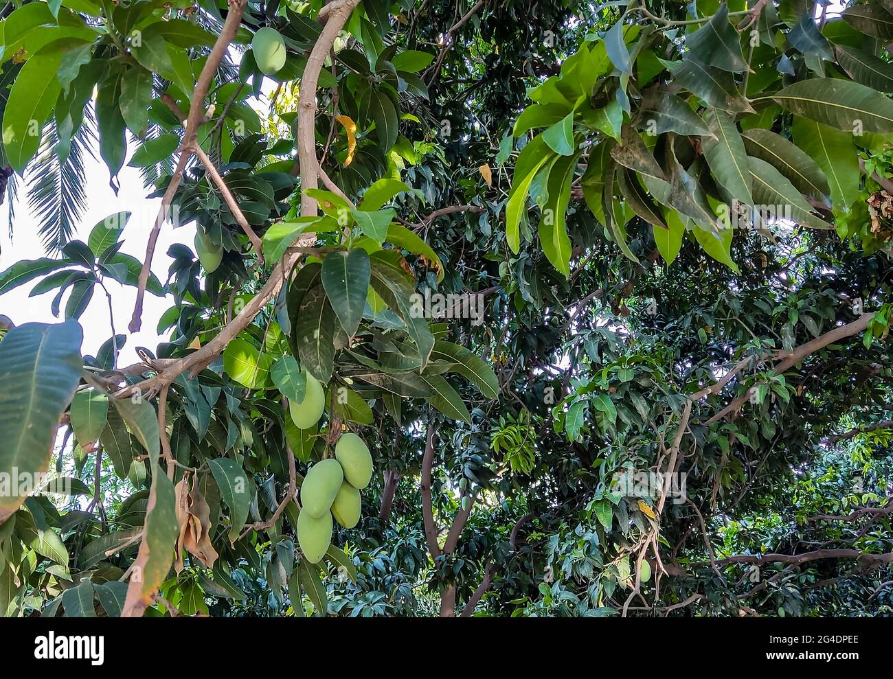 best mangoes in the word are from south punjab and sindh in pakistan A ...