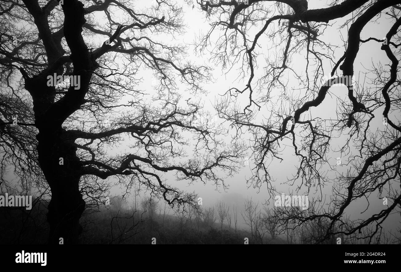 Trees reaching Black and White Stock Photos & Images - Alamy