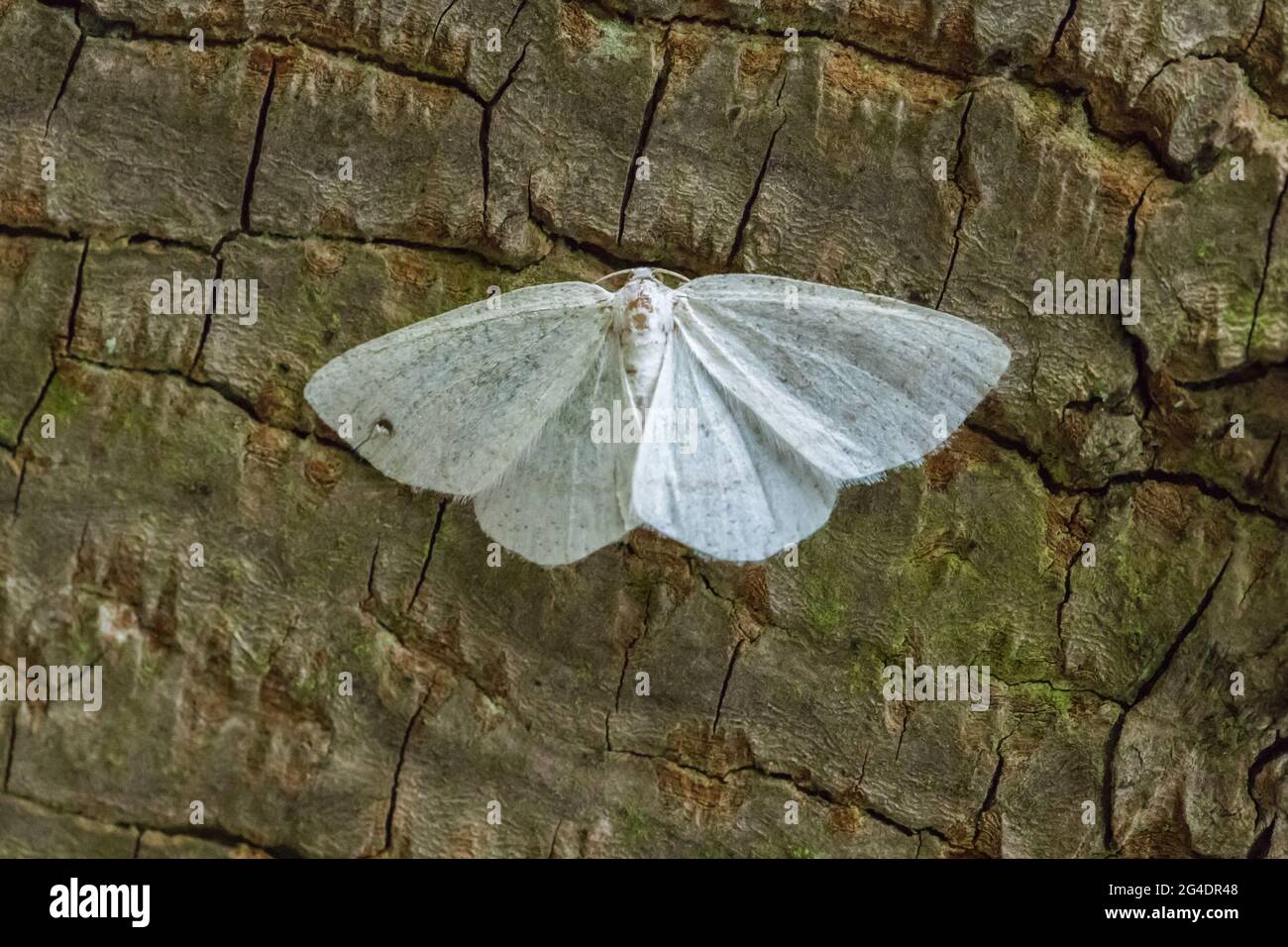 Common white wave moth hi-res stock photography and images - Alamy