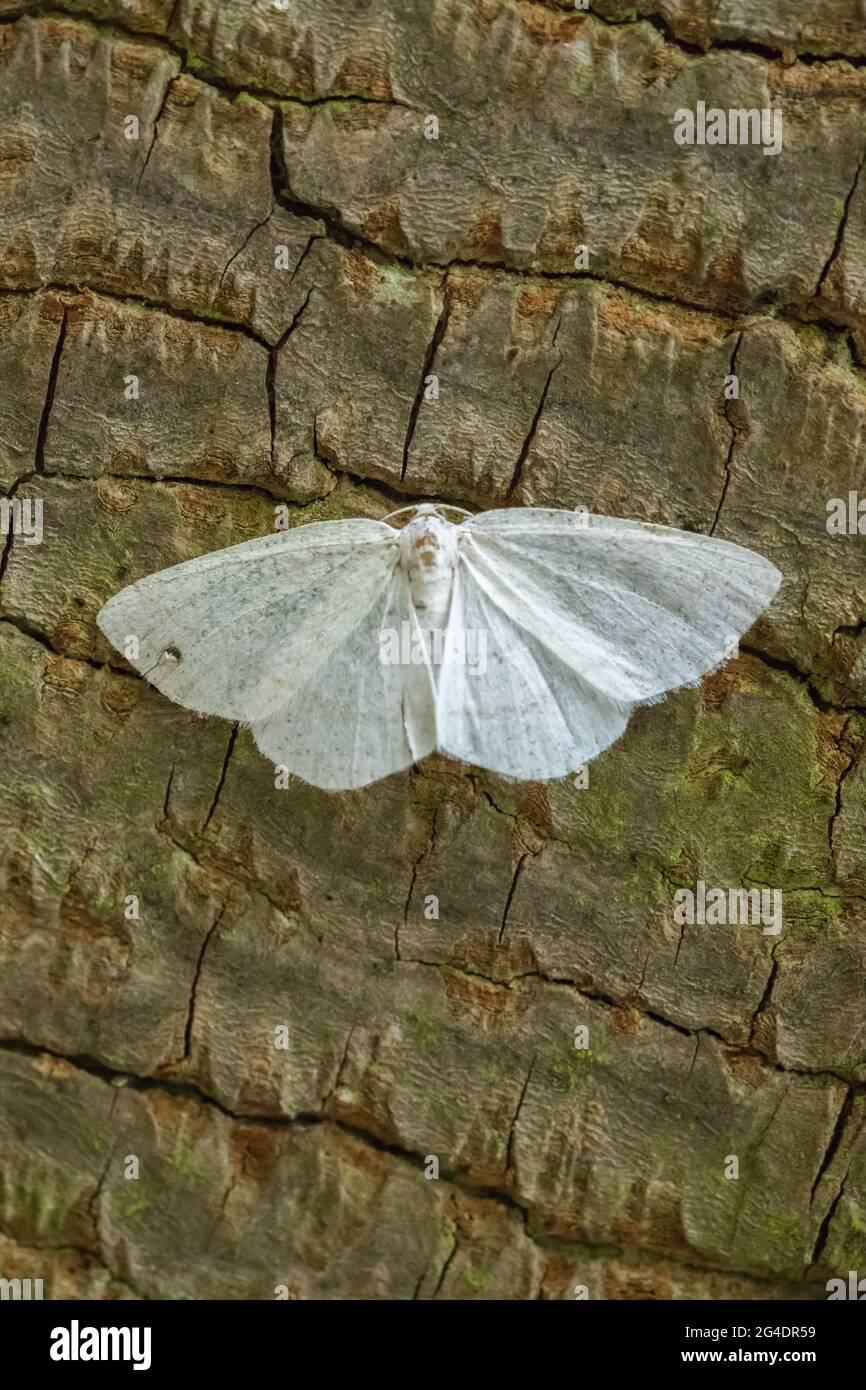 Common white wave moth hi-res stock photography and images - Alamy