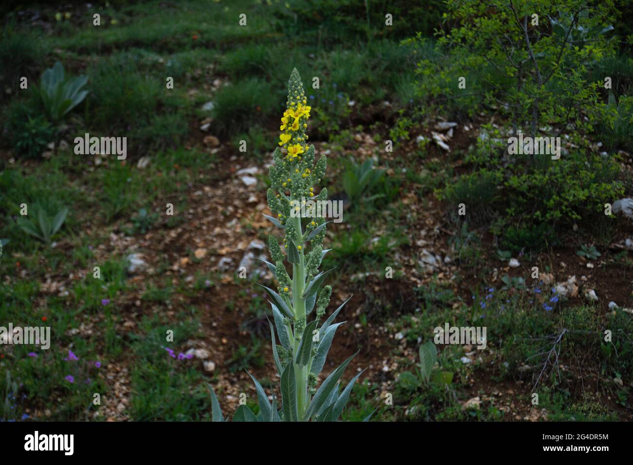 Verbascum thapsus, the great mullein. It is a hairy biennial plant that ...