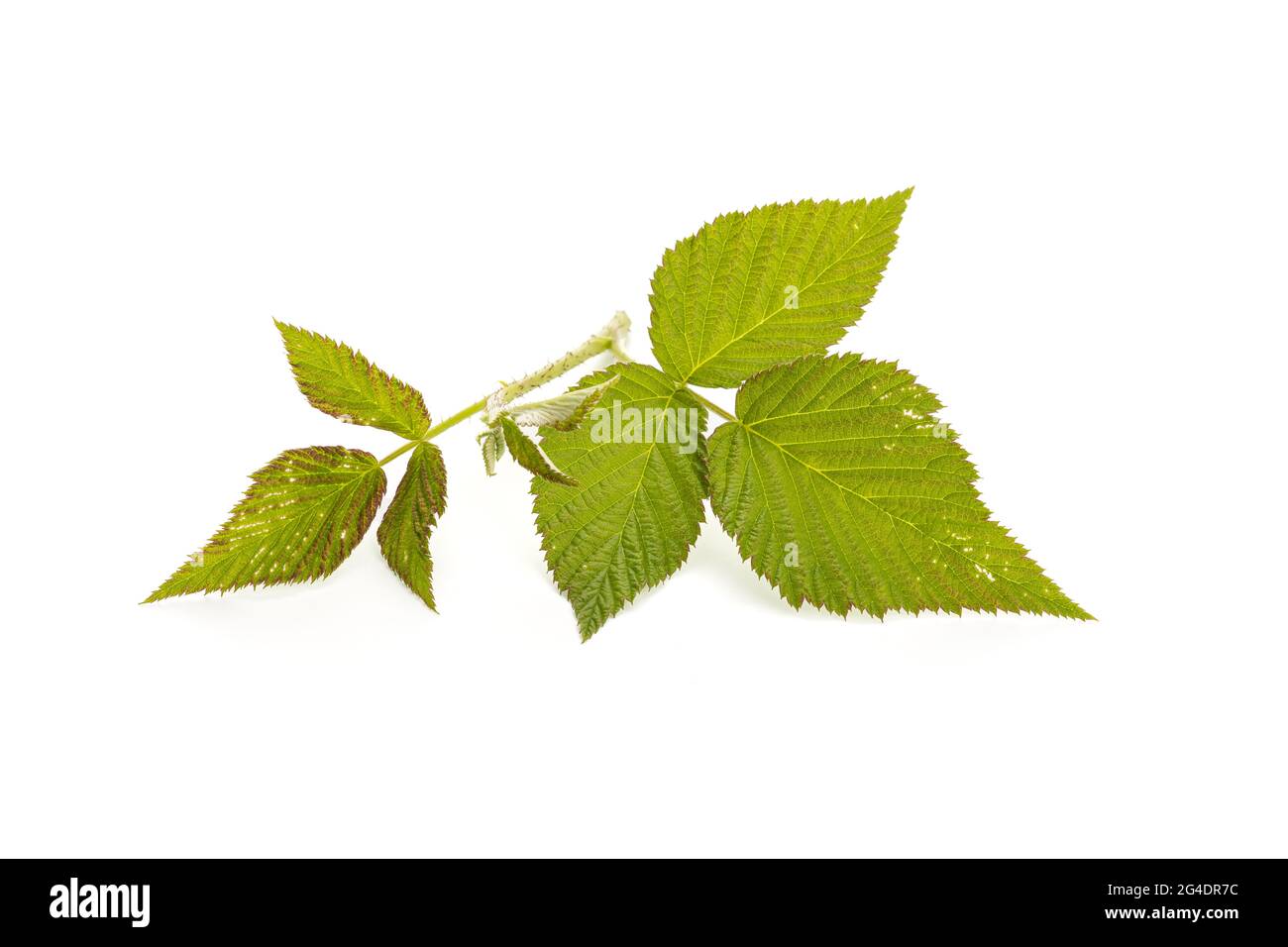 Fresh raspberry leaves isolated on white background. Rubus idaeus Stock ...