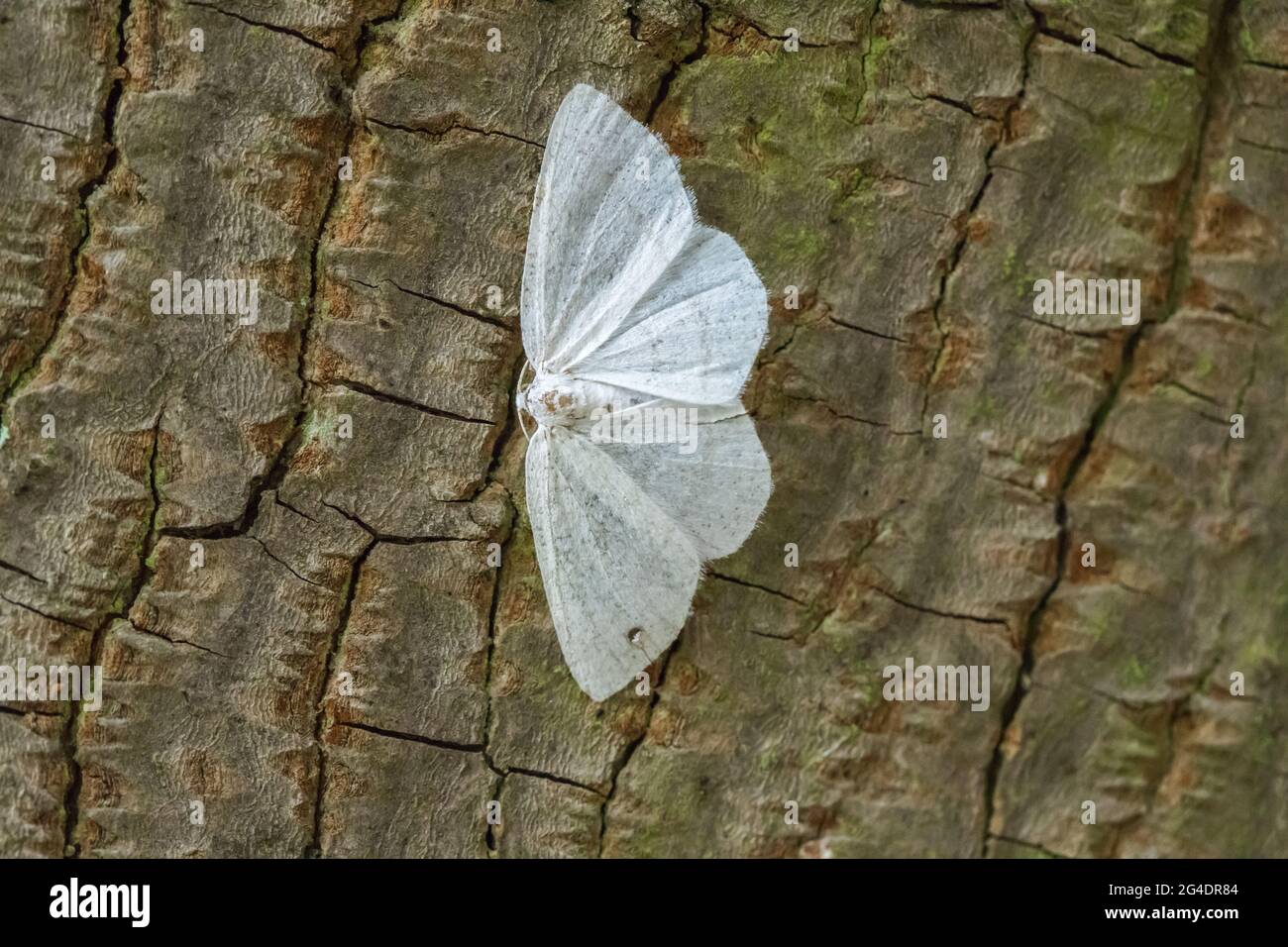 Common white wave cabera pusaria hi-res stock photography and images ...