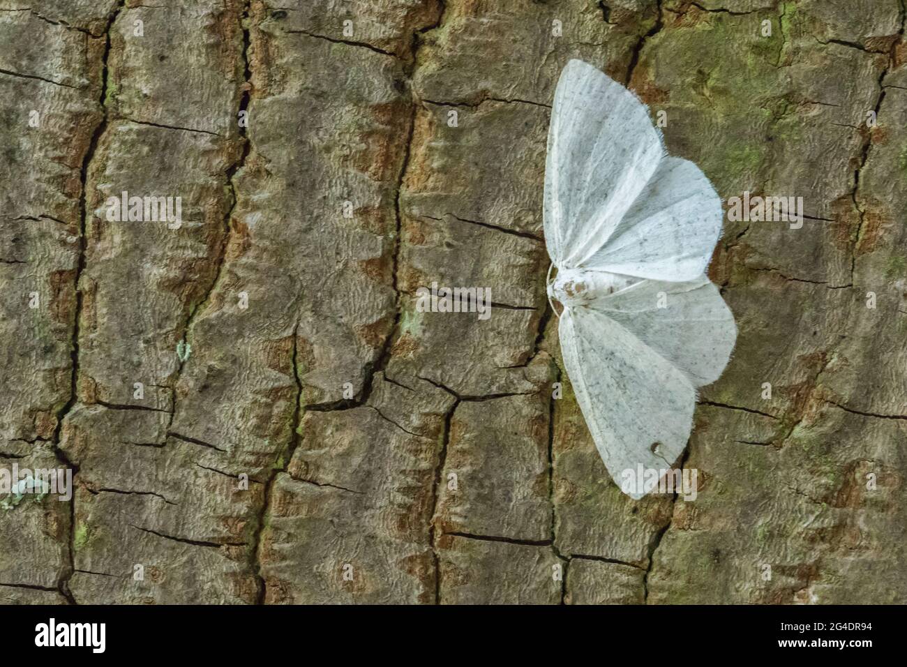 A Common white wave on a tree Stock Photo - Alamy