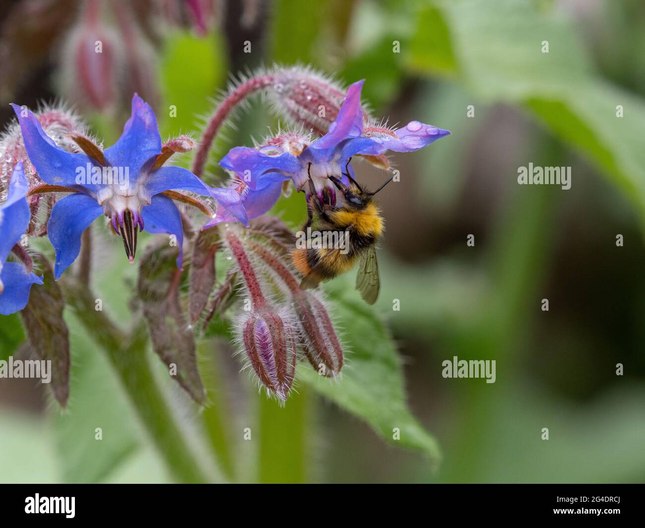 Bee foraging for nectar and pollen on borage flowers Stock Photo - Alamy