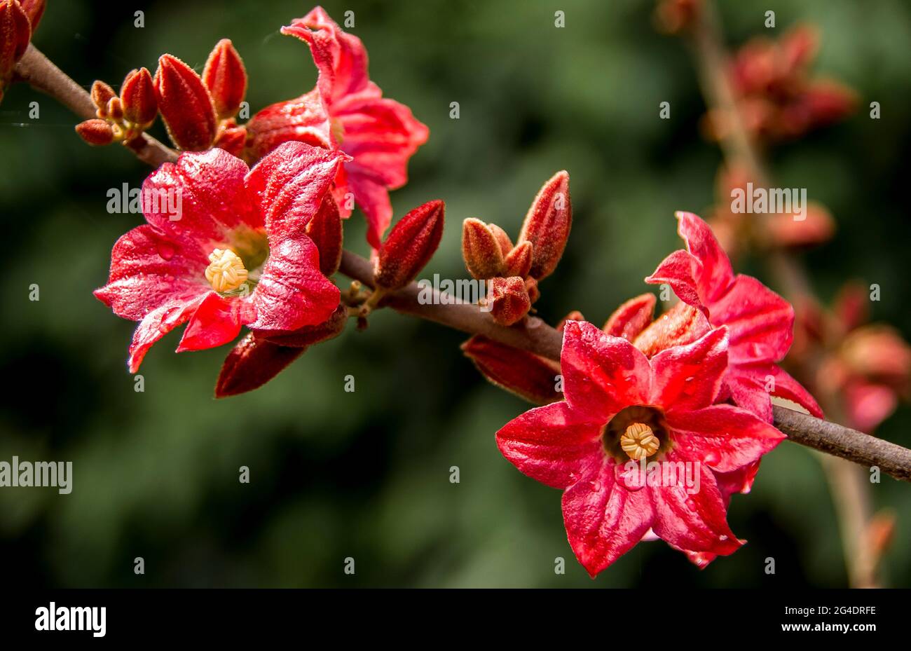 Australia rainforest tree hi-res stock photography and images - Alamy