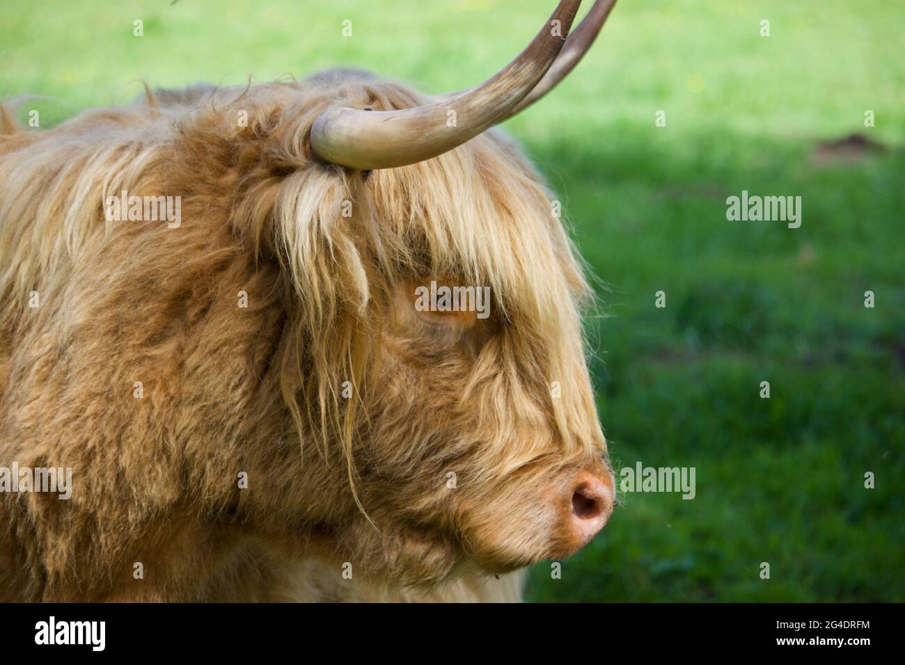 The side view of a highland cow Stock Photo - Alamy