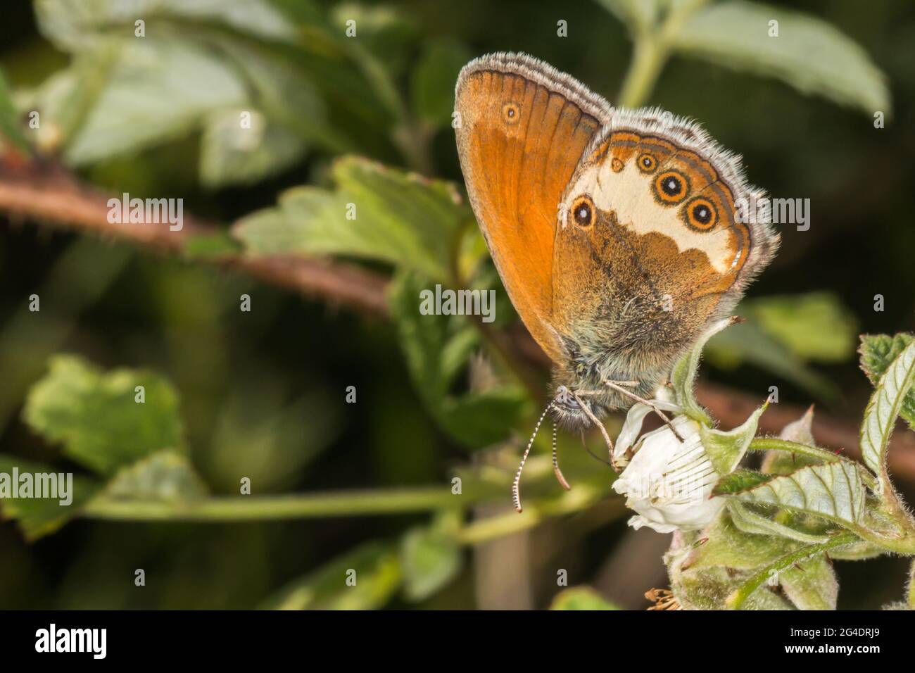 Pearl heath butterfly hi-res stock photography and images - Alamy