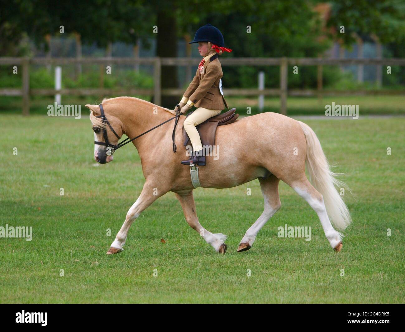 Welsh pony trot hi-res stock photography and images - Alamy