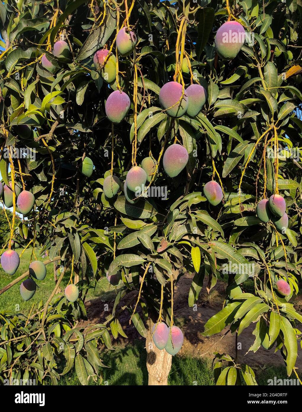 best mangoes in the word are from south punjab and sindh in pakistan A ...