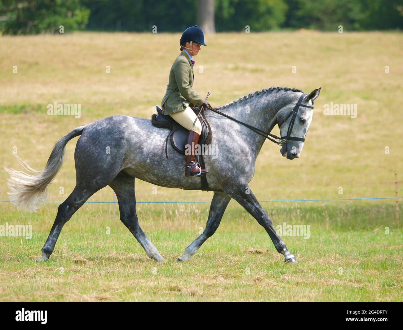 A beautifully turned out horse and rider trot round Stock Photo - Alamy