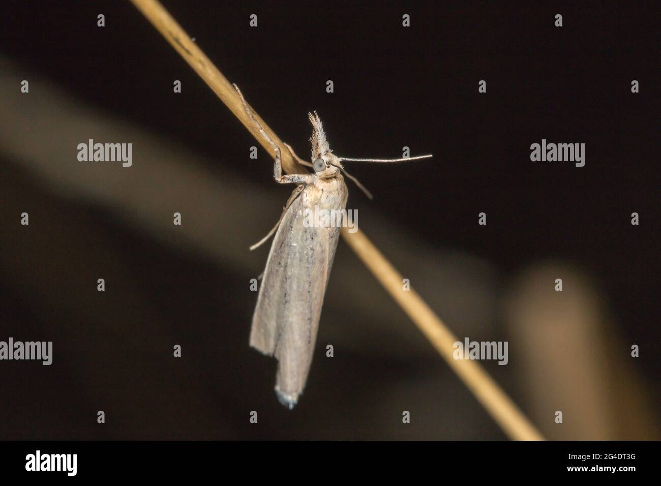 Satin moth hi-res stock photography and images - Alamy