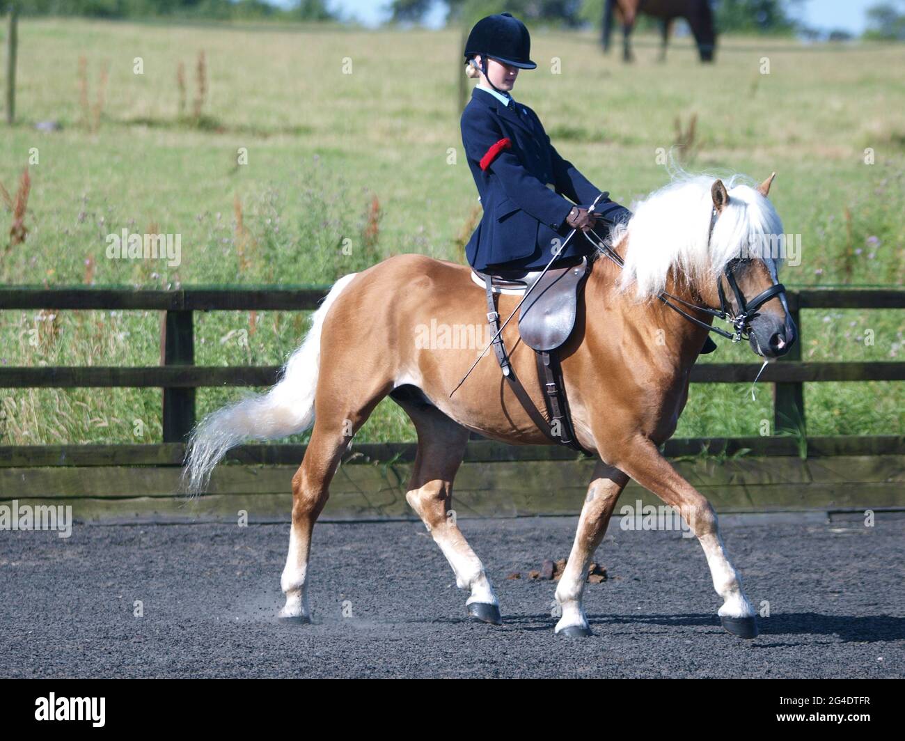 Side saddle hi-res stock photography and images - Alamy
