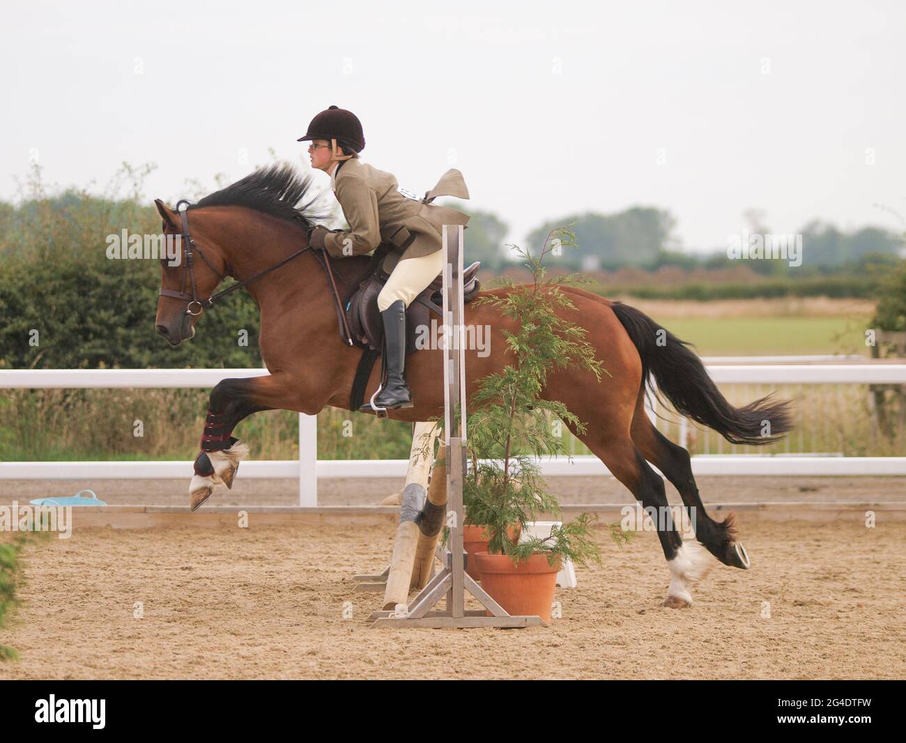 A bay working hunter pony jumps a natural looking fence Stock Photo - Alamy