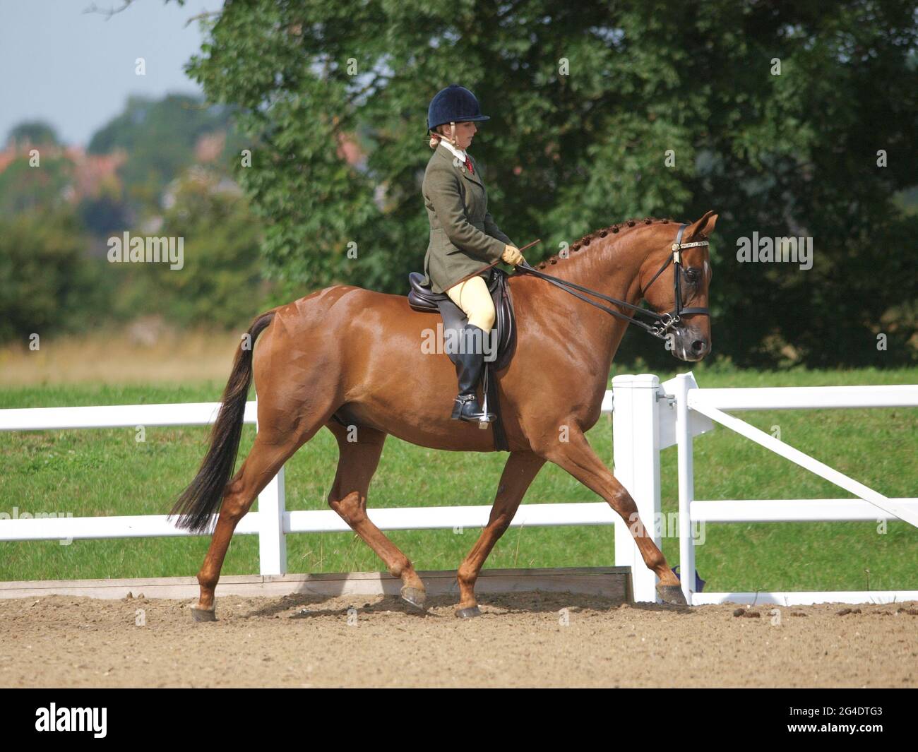 Turned out horse hi-res stock photography and images - Alamy