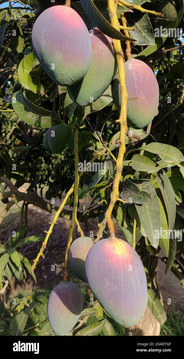 best mangoes in the word are from south punjab and sindh in pakistan A ...