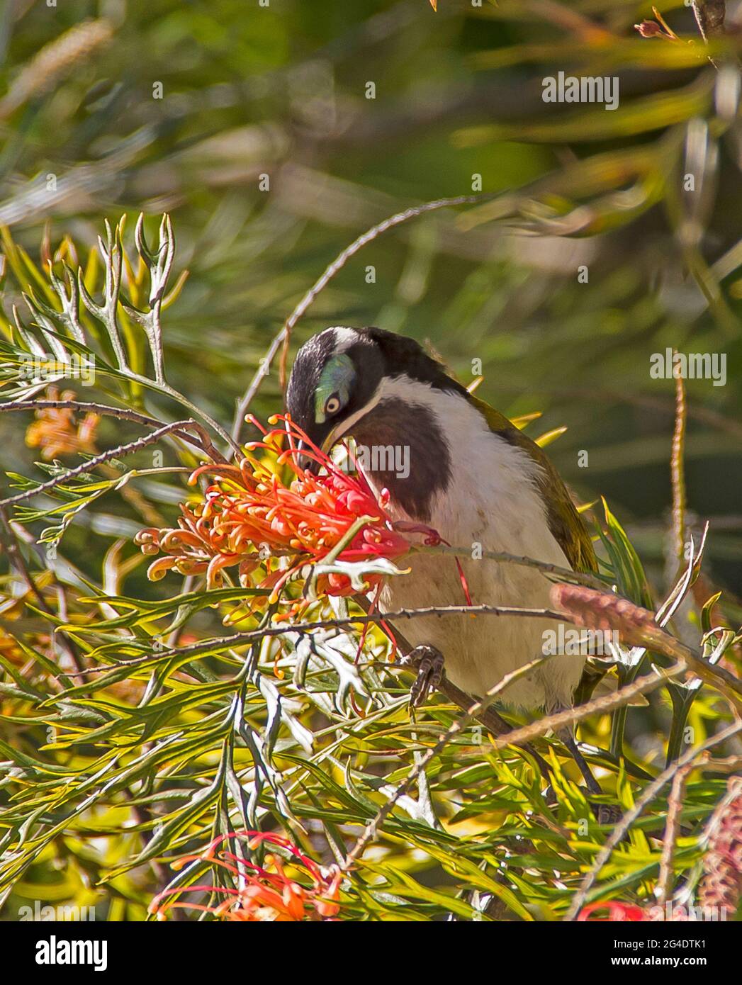 Bird eating nectar hi-res stock photography and images - Alamy
