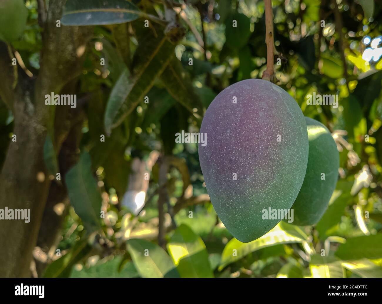 best mangoes in the word are from south punjab and sindh in pakistan A ...