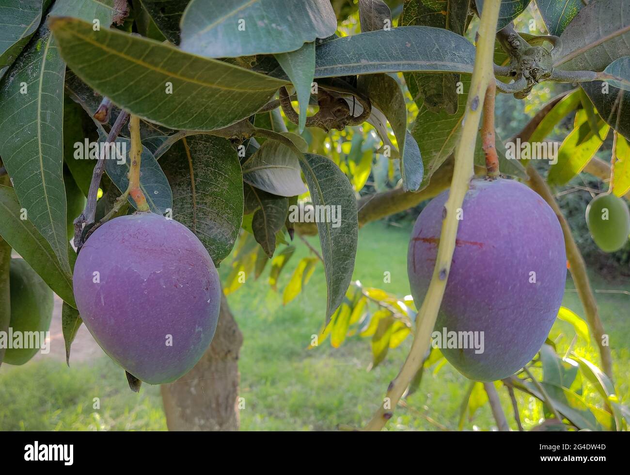 best mangoes in the word are from south punjab and sindh in pakistan A ...