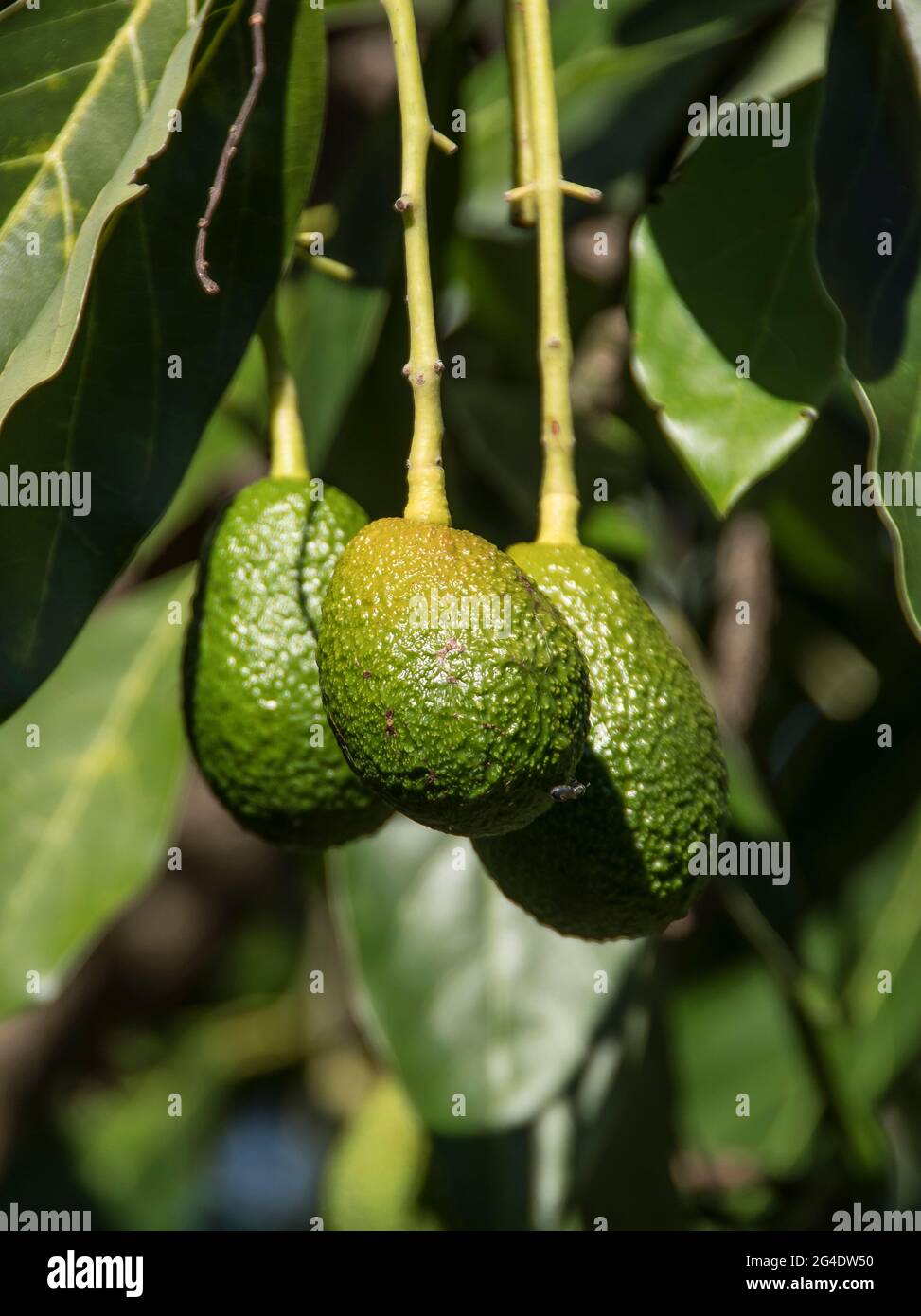 Hanging avocado hi-res stock photography and images - Alamy