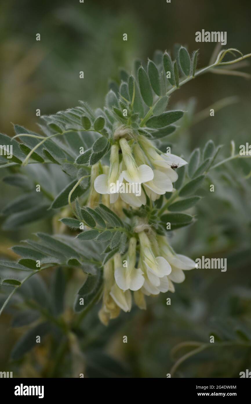 a large-flowered Vetch with an Ant Stock Photo - Alamy