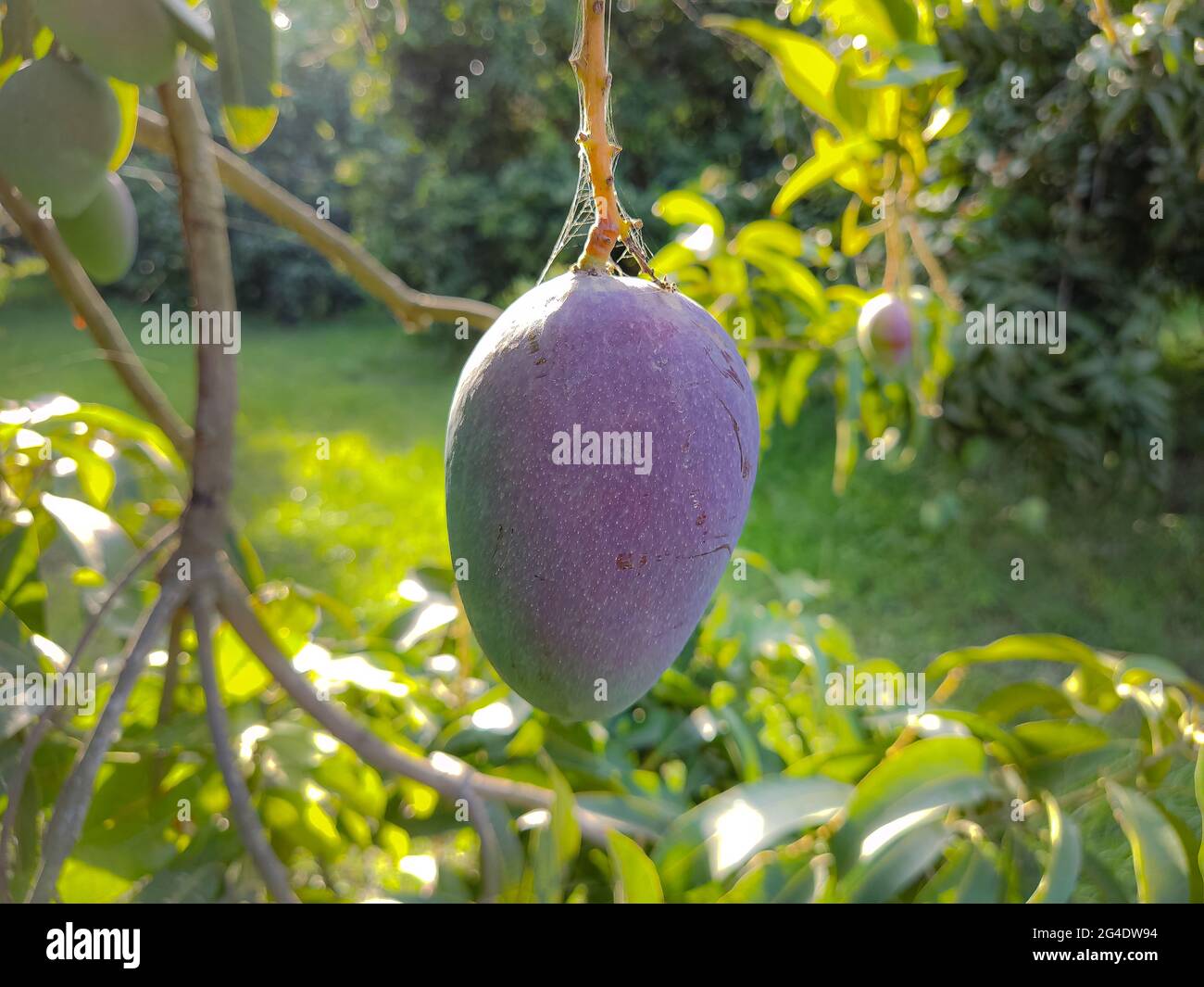 best mangoes in the word are from south punjab and sindh in pakistan A ...