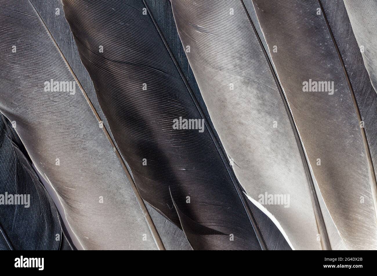 natural authentic dove feathers,photographed at close range,macro ...