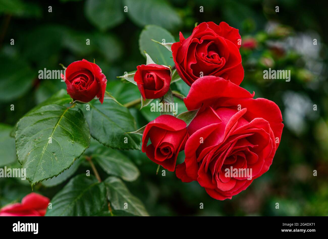 red roses,macro,in natural environment,bush with red rose flowers Stock ...