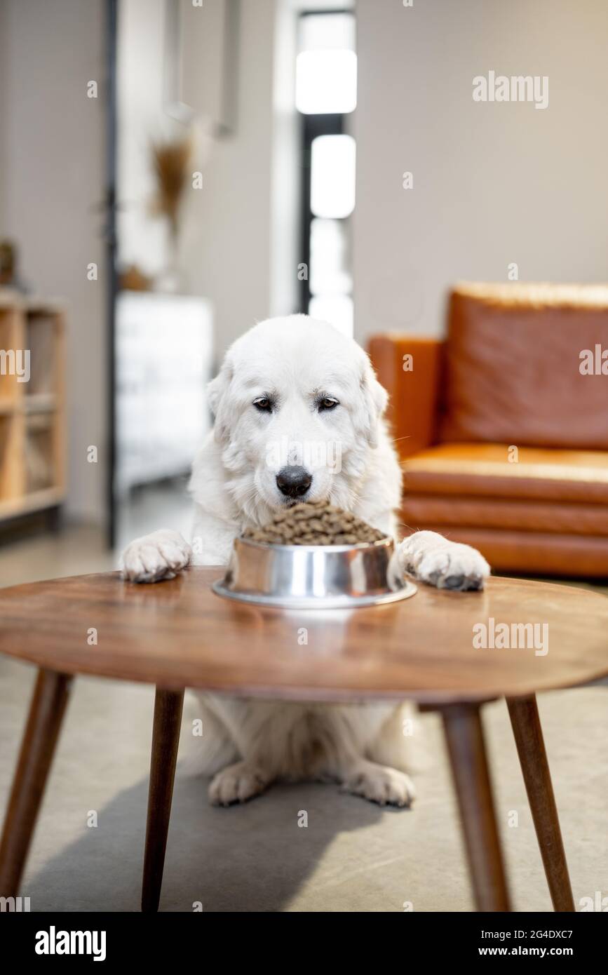 Hungry dog hi-res stock photography and images - Alamy