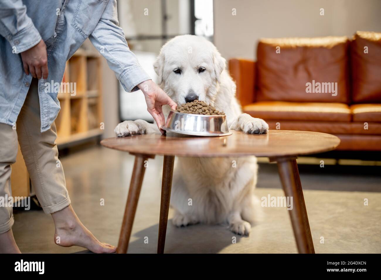 Dog owner feeding hi-res stock photography and images - Alamy