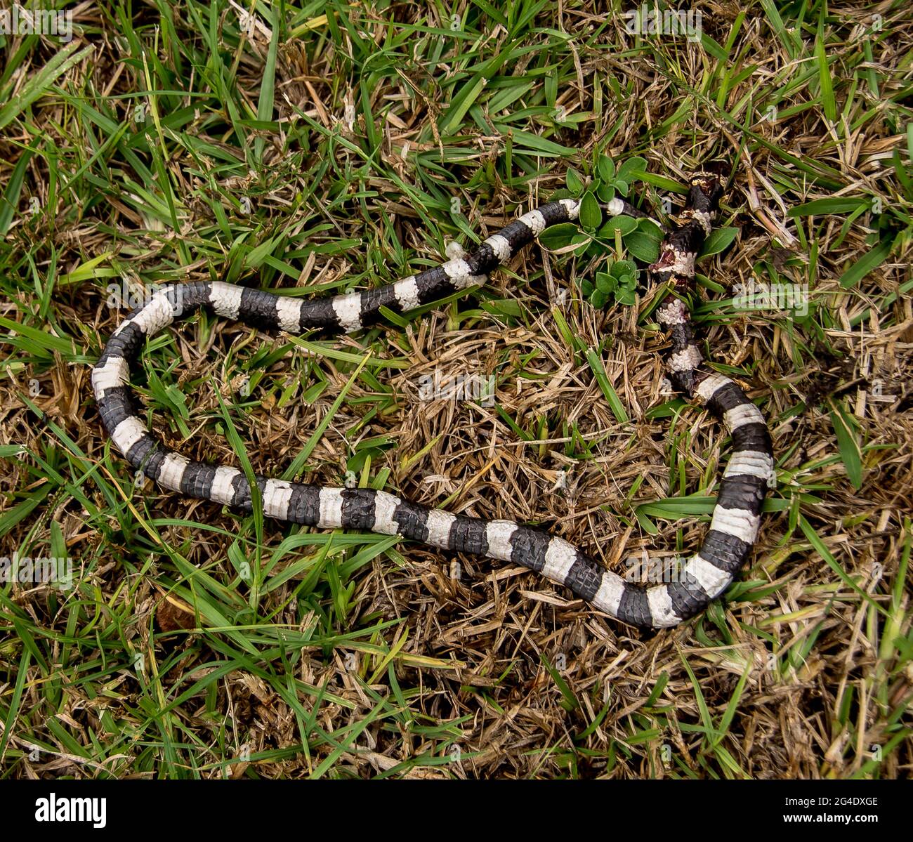 Black and white snake hi-res stock photography and images - Alamy
