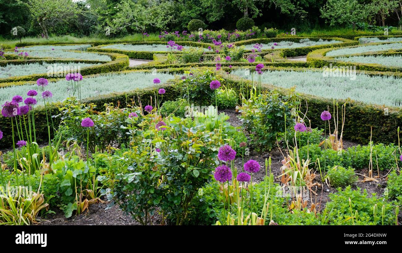 An English formal knot garden with a yew hedge and infilled with ...