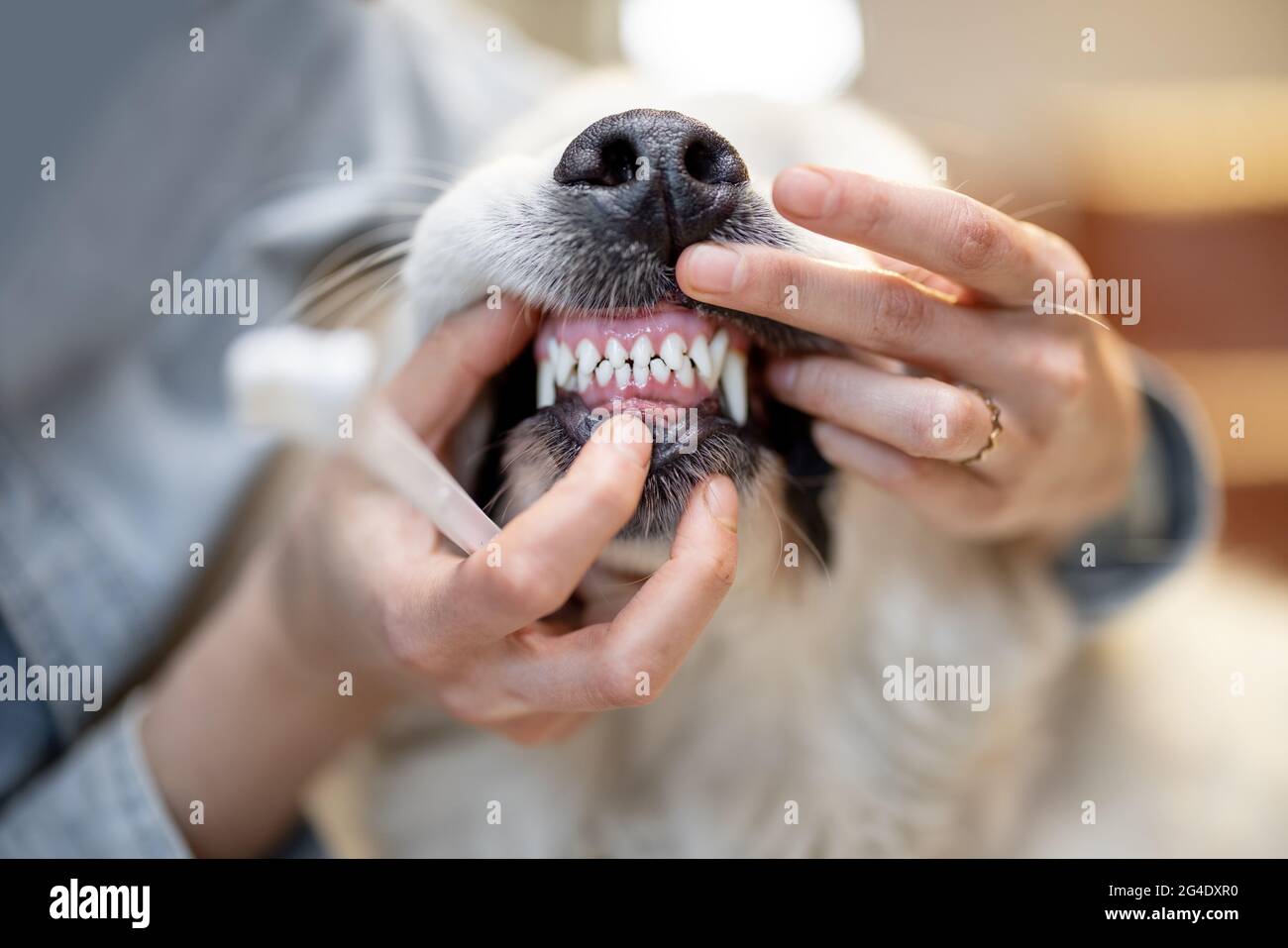 Mouse mouth open hi-res stock photography and images - Alamy