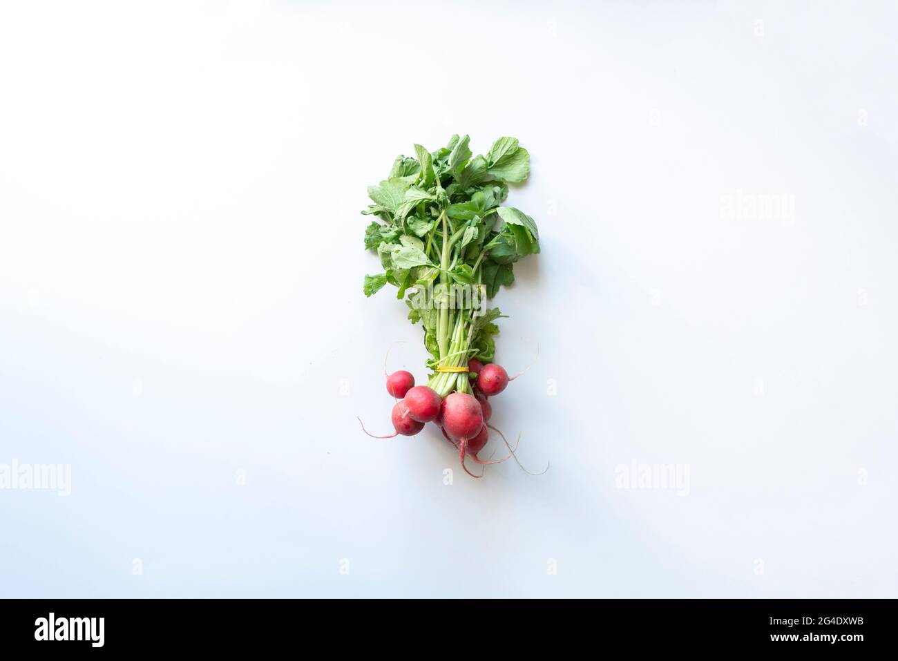 a bunch of fresh raw redish vegetable with leafs isolated Stock Photo ...