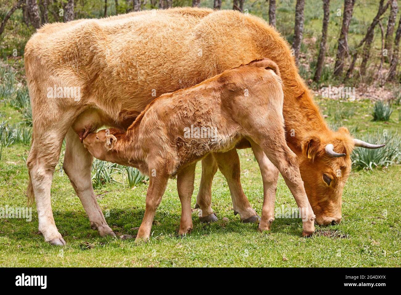 Unweaned calf suckling from his mother. Bovine cattle. Nursling Stock ...