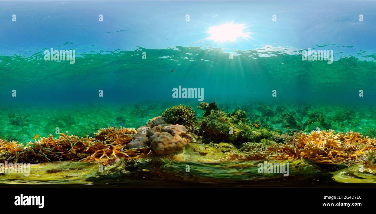 Sealife, Diving near a coral reef. Beautiful colorful tropical fish on ...