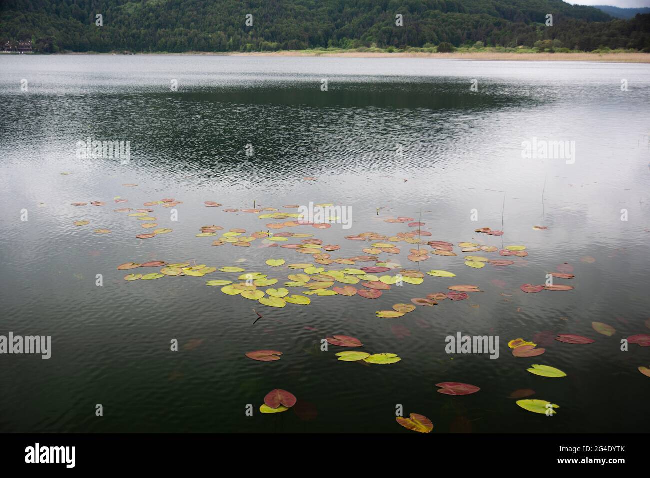 Water lily (Nymphaea) leaves and reeds on still water surface in Abant ...