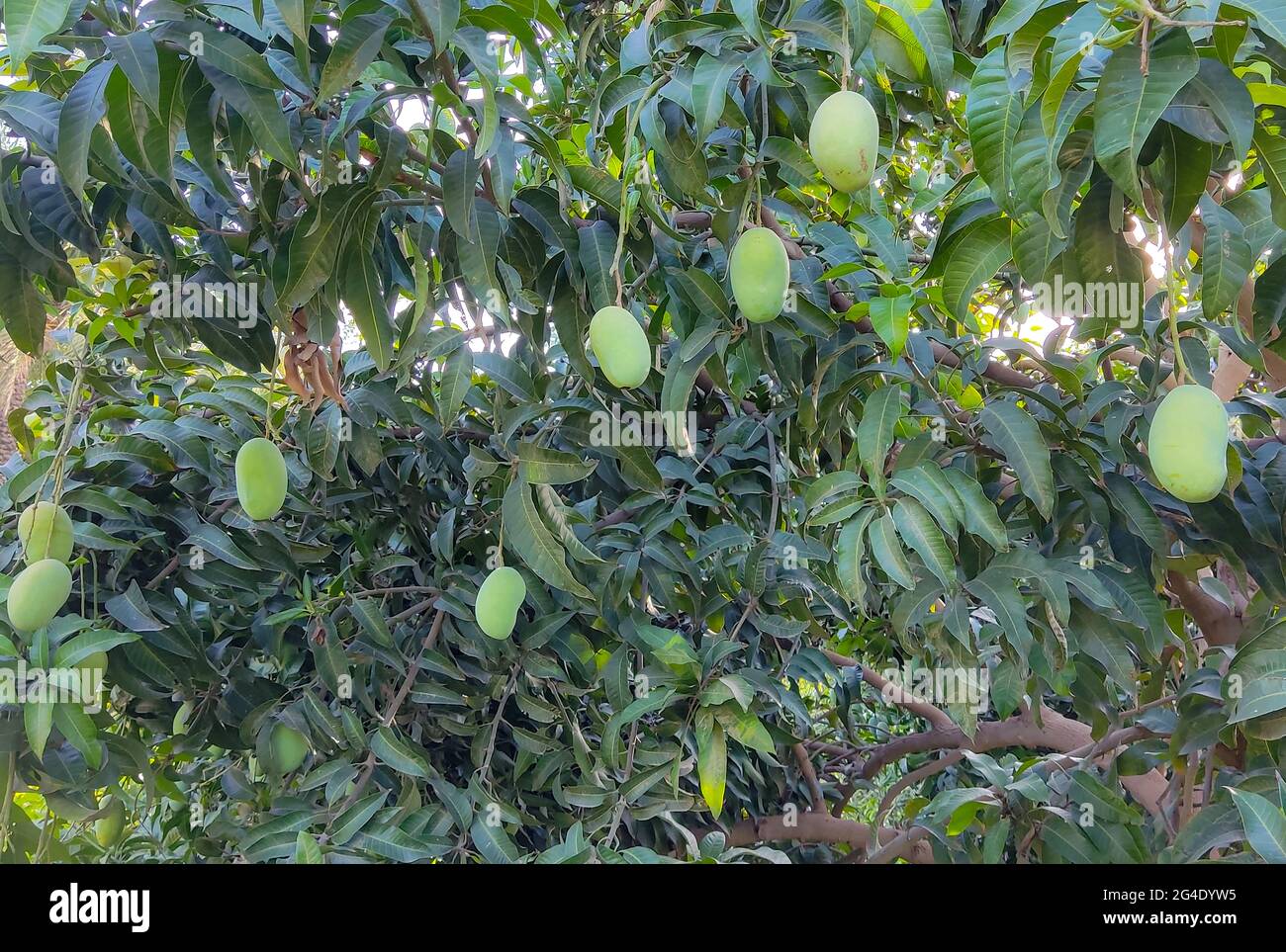 best mangoes in the word are from south punjab and sindh in pakistan A ...
