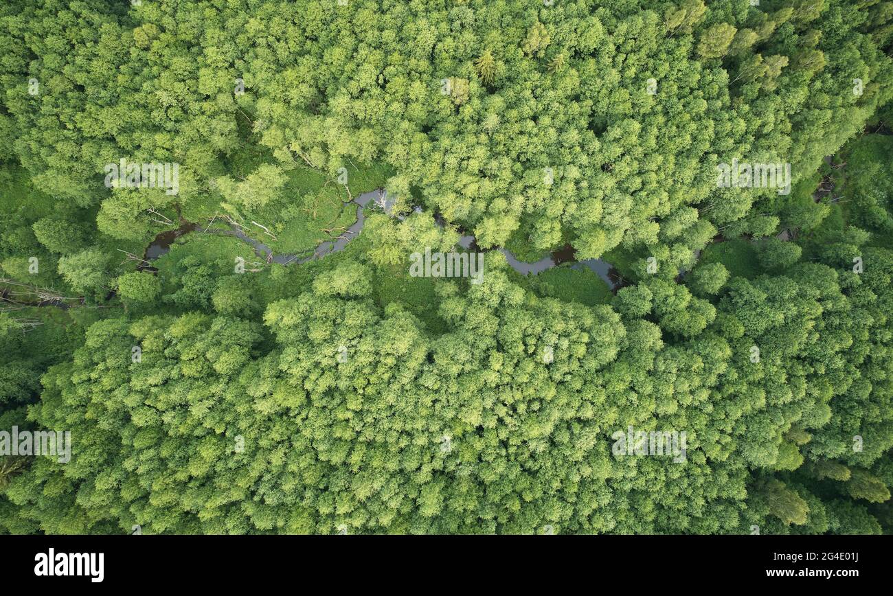 Small river in forest background aerial above drone view Stock Photo ...