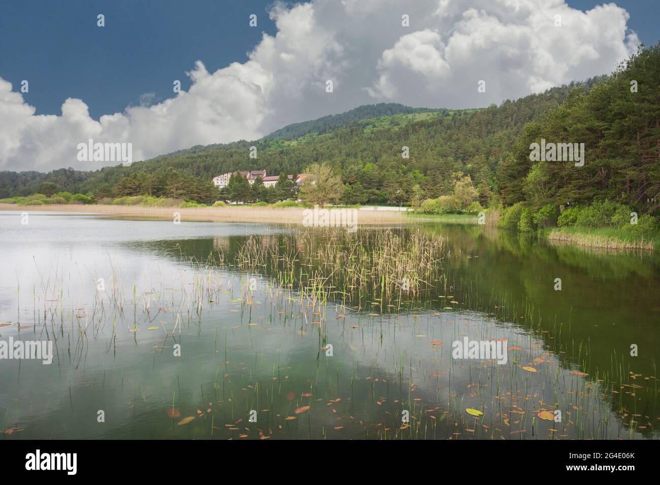Water lily (Nymphaea) leaves and reeds on still water surface in Abant ...