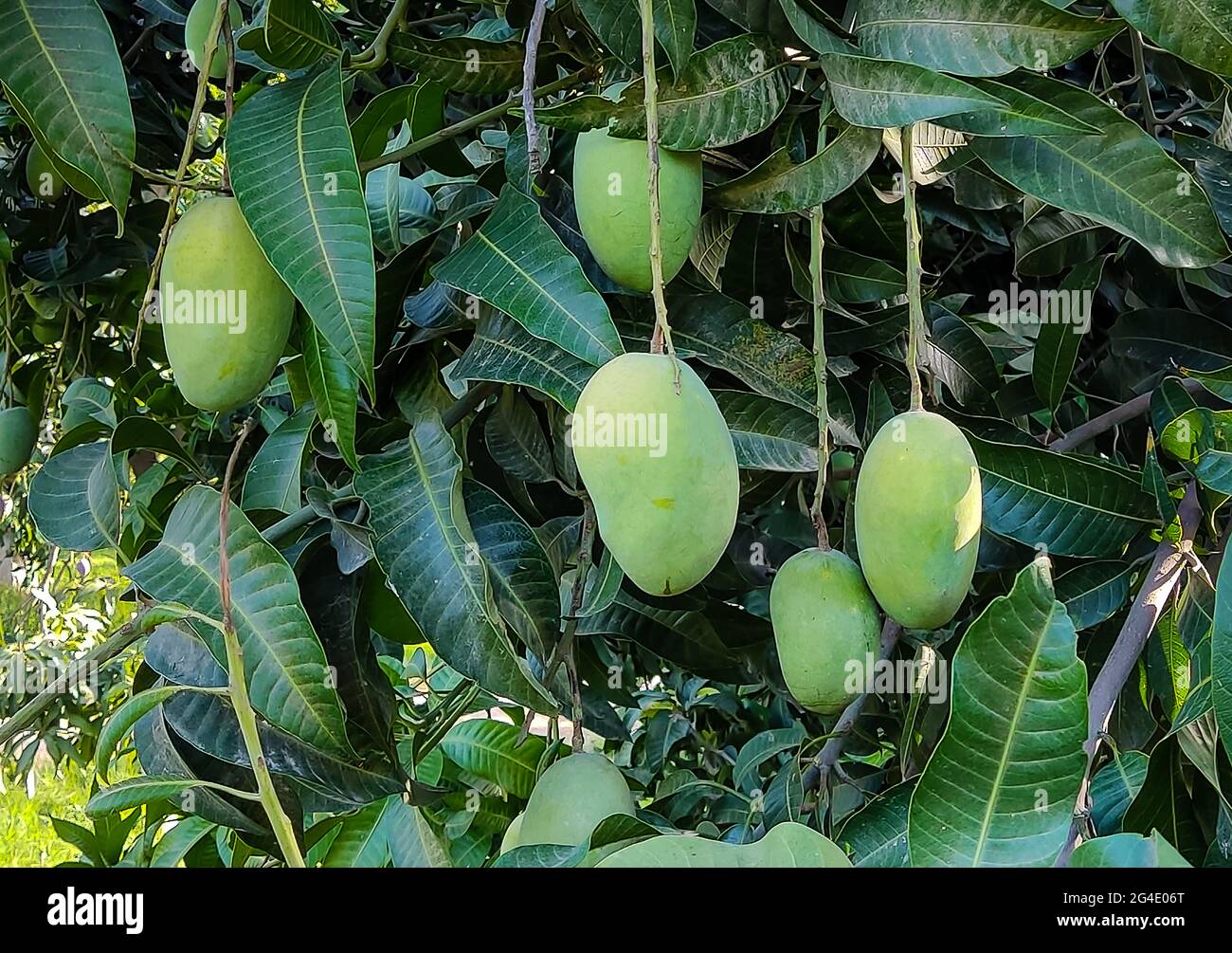 best mangoes in the word are from south punjab and sindh in pakistan A ...